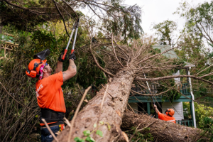 The Anglican Diocese South Carolina - Biblical Anglicans for a Global Age